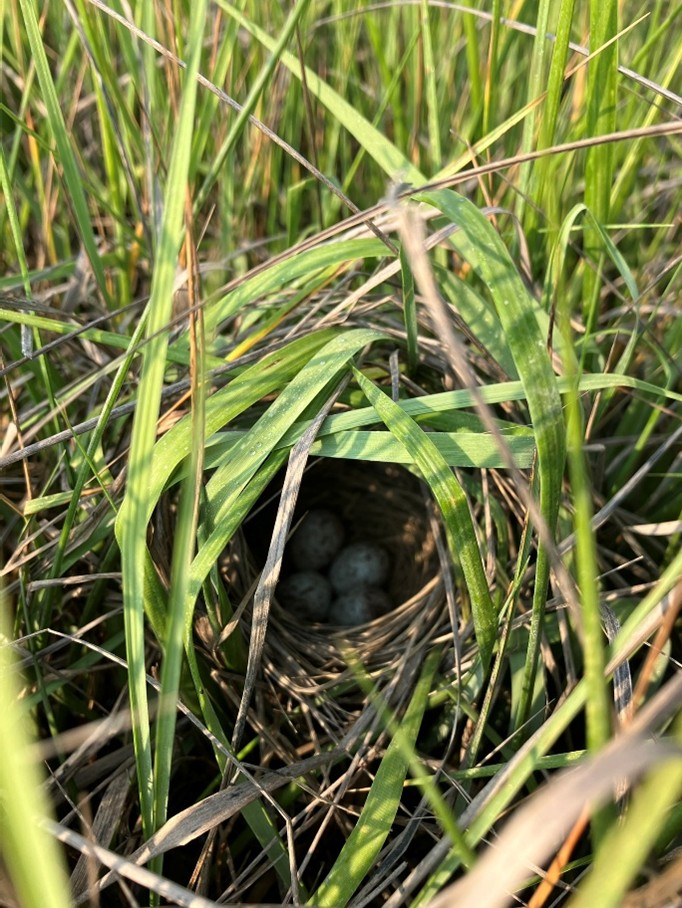 Environmental Control Technician II- Shorebirds/Marshbirds - State of ...