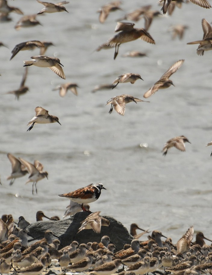 Environmental Control Technician II- Shorebirds/Marshbirds - State of ...