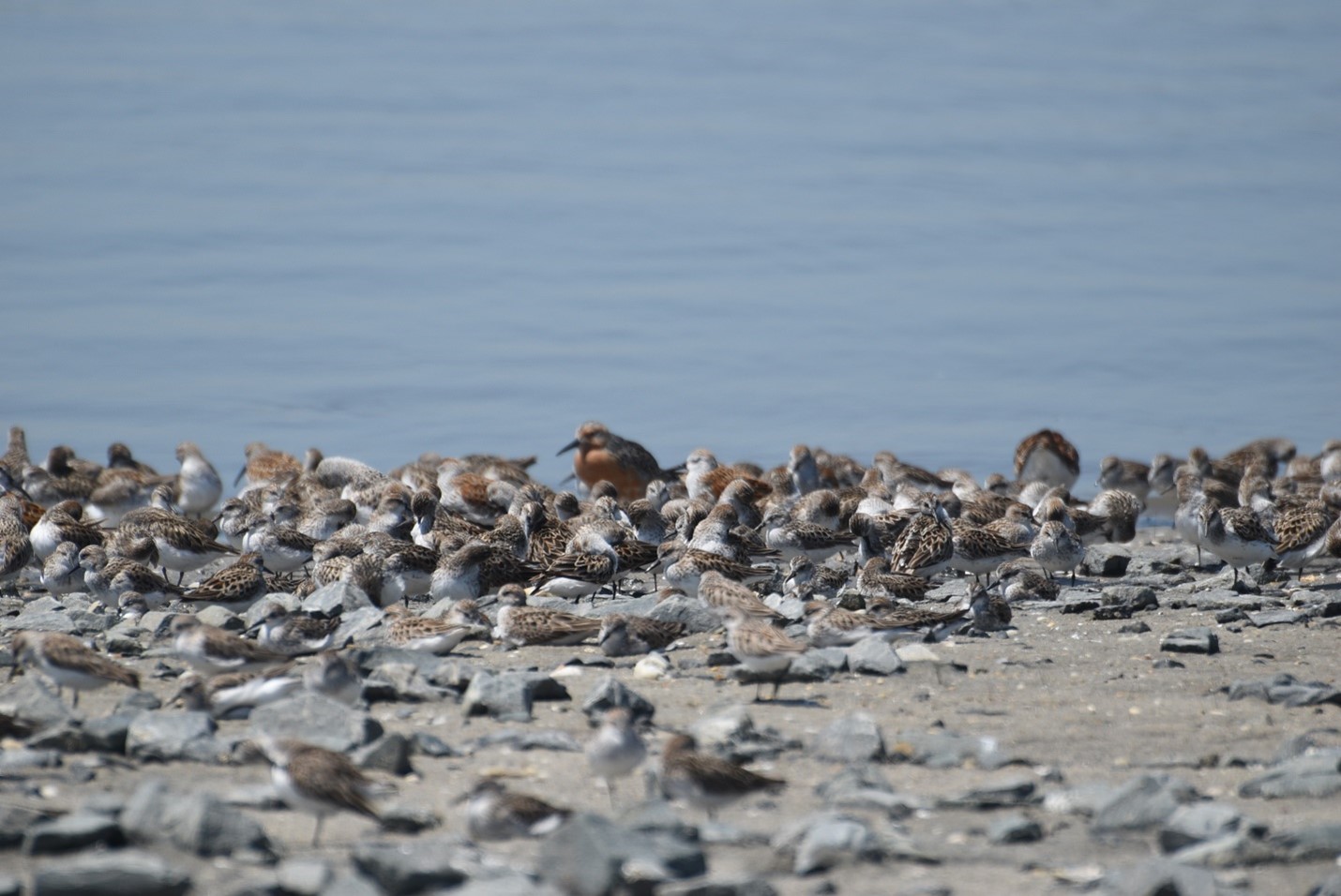 Environmental Control Technician lll-Shorebird - State of Delaware