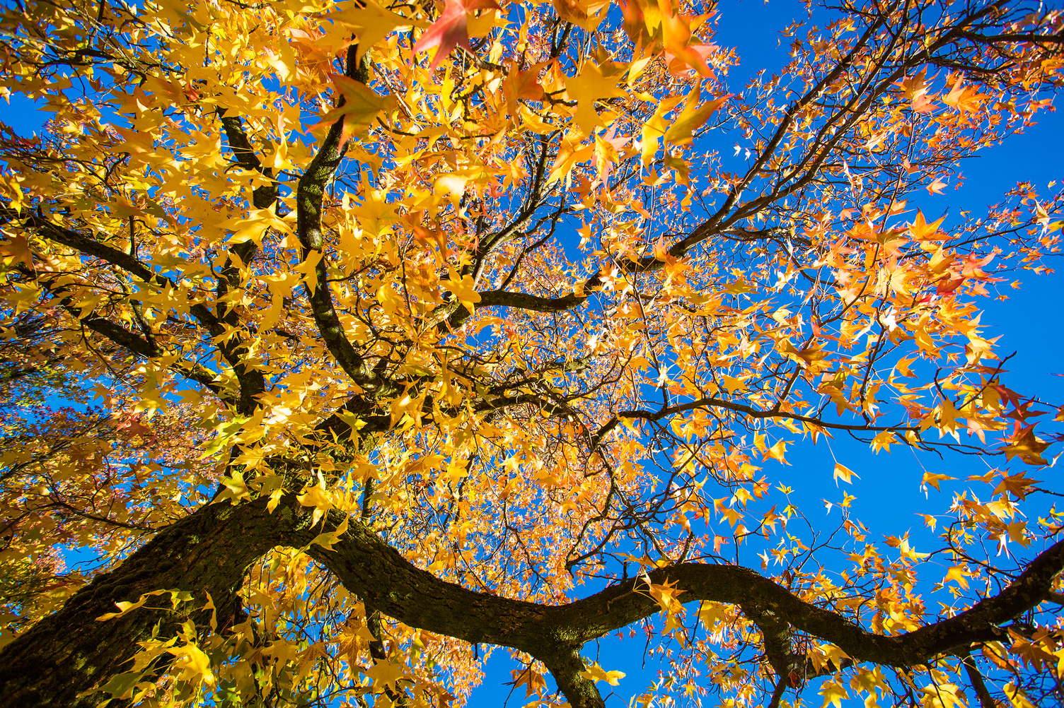 Job Posting: Health Education Program Coordinator - II - Placer County