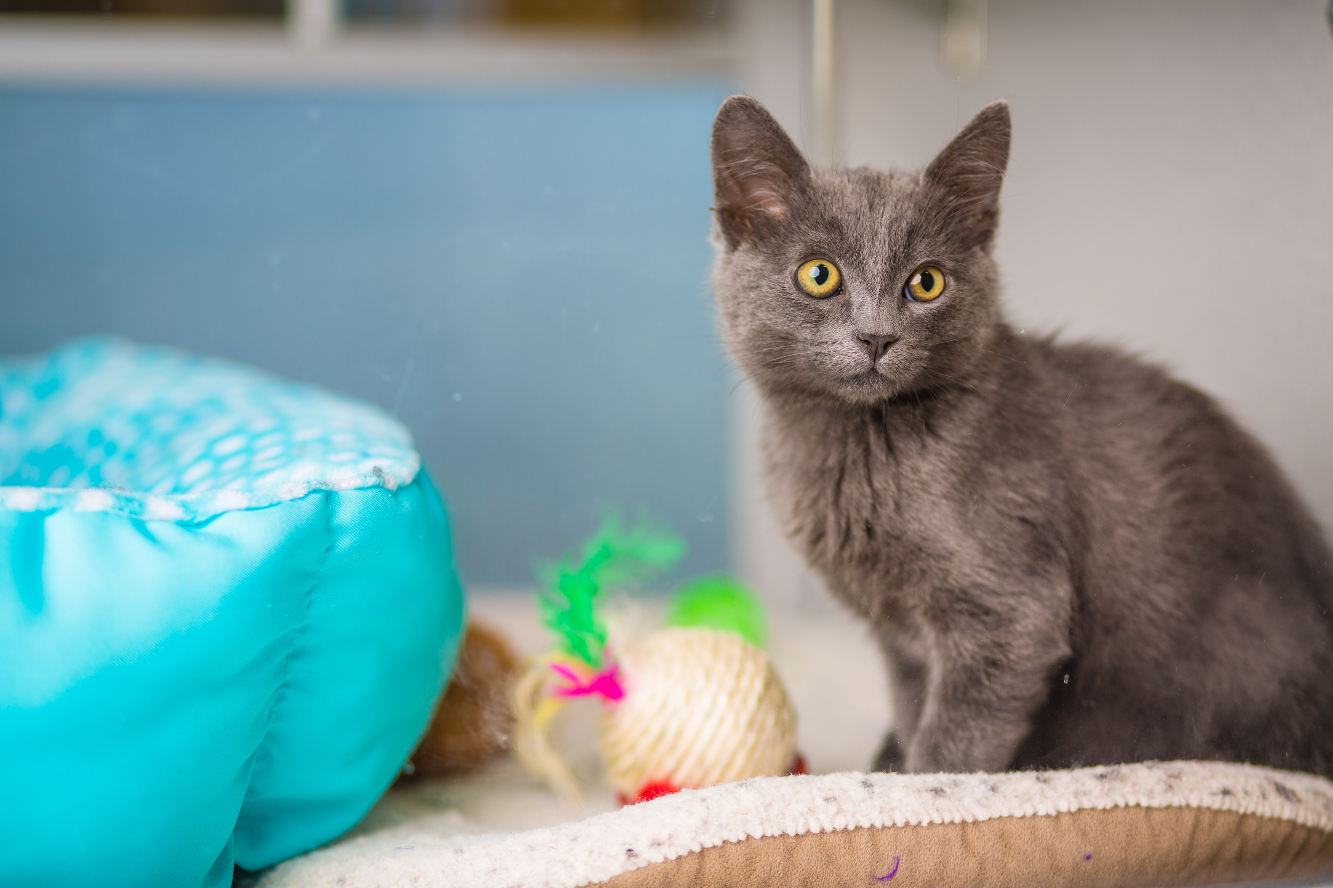Job Posting: Animal Care Attendant - Placer County