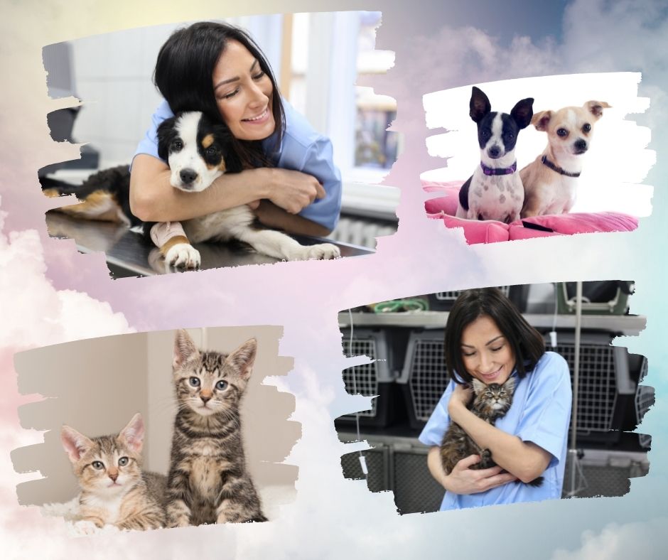 Job Announcement: Animal Care Specialist - County of Solano